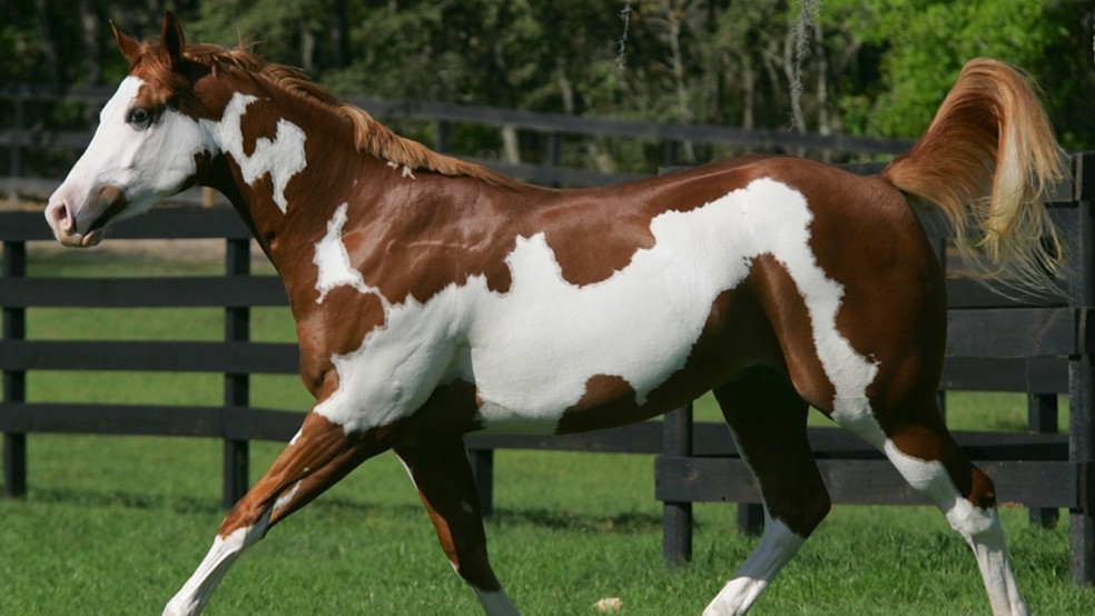 Quais raças de cavalo servem para lazer e equitação?