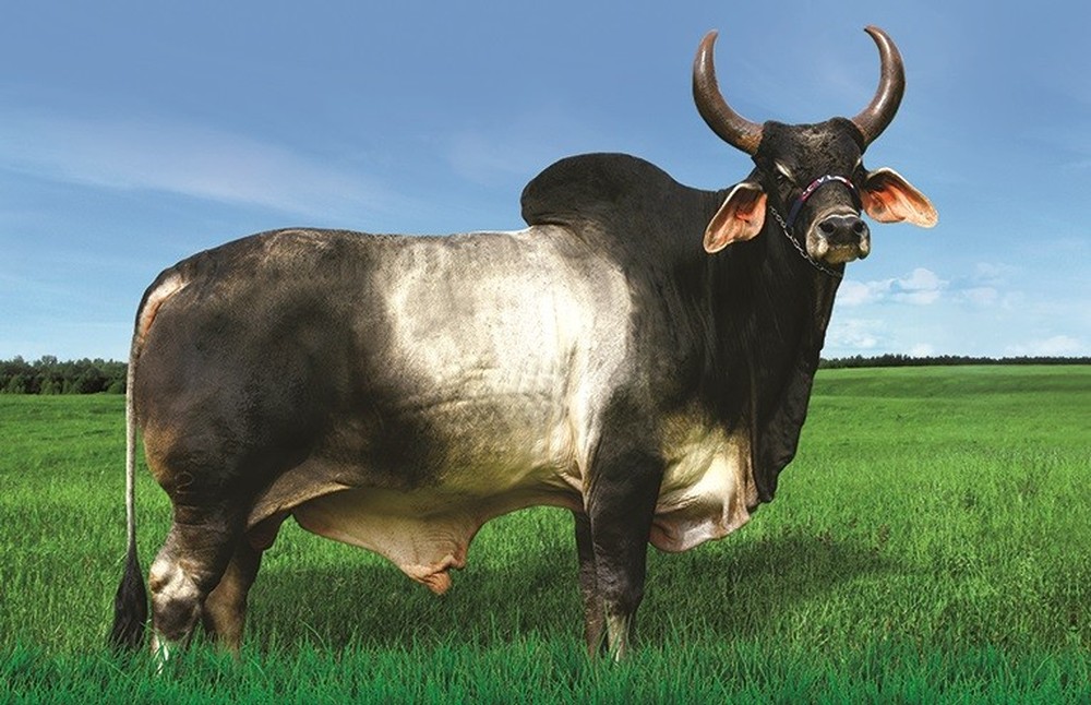 Boi zebu: tudo sobre a raça bovina mais criada no Brasil