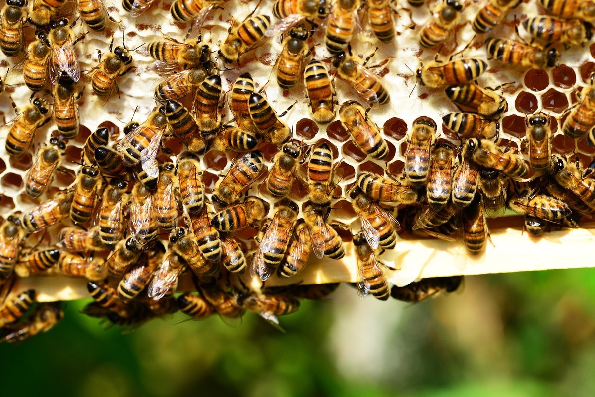Biofábrica visa preservar abelhas nativas e gerar renda na Amazônia