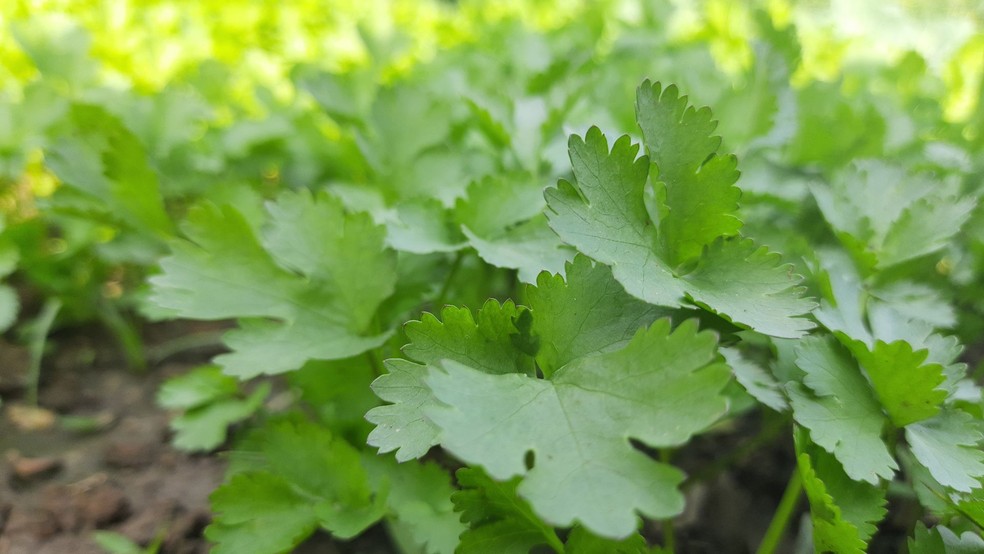 Como plantar coentro da forma correta? Aprenda