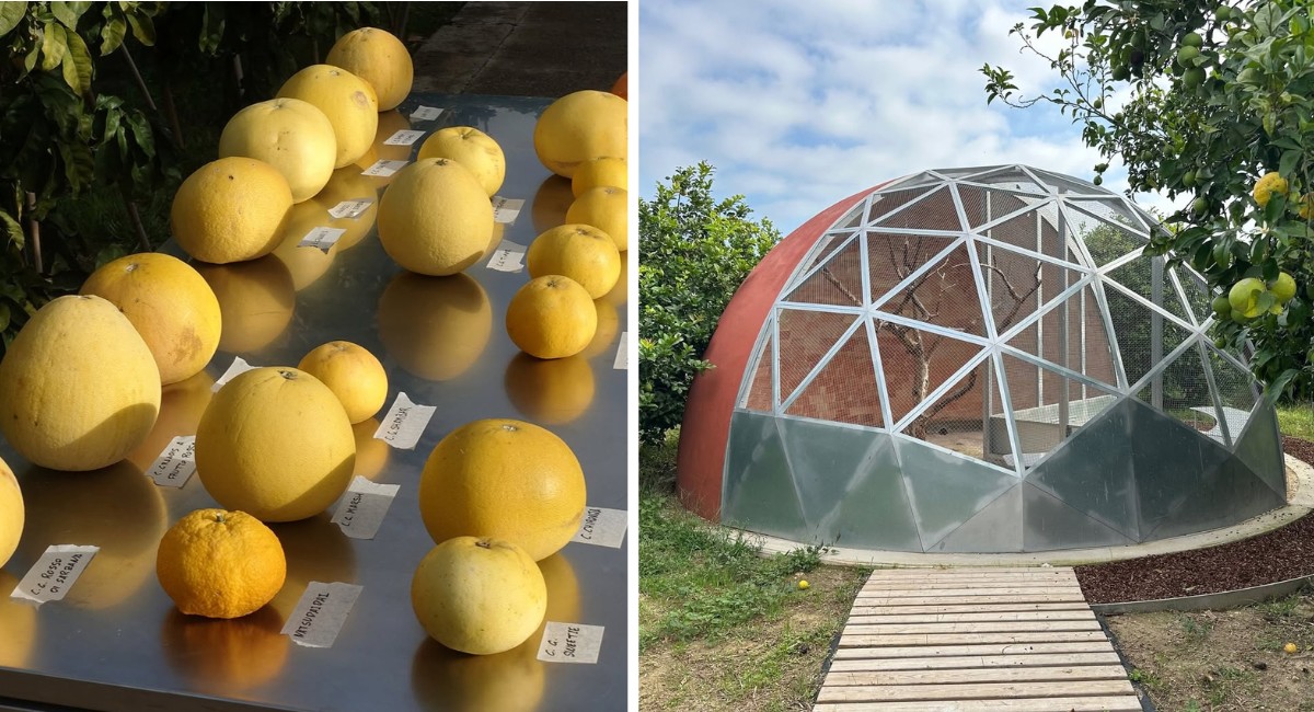 Fazenda espanhola aposta em citros raros como resposta às mudanças ...