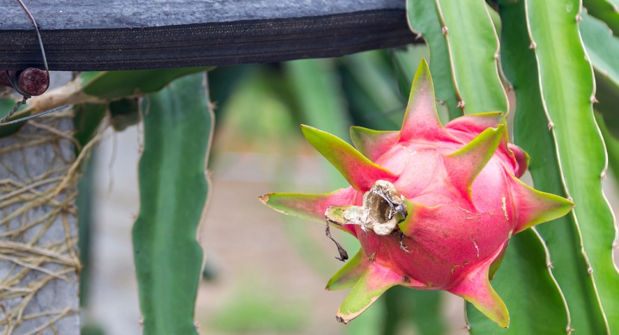 Quanto tempo leva para a pitaya dar frutos?