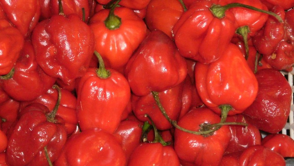 Conheça a pimenta habanero