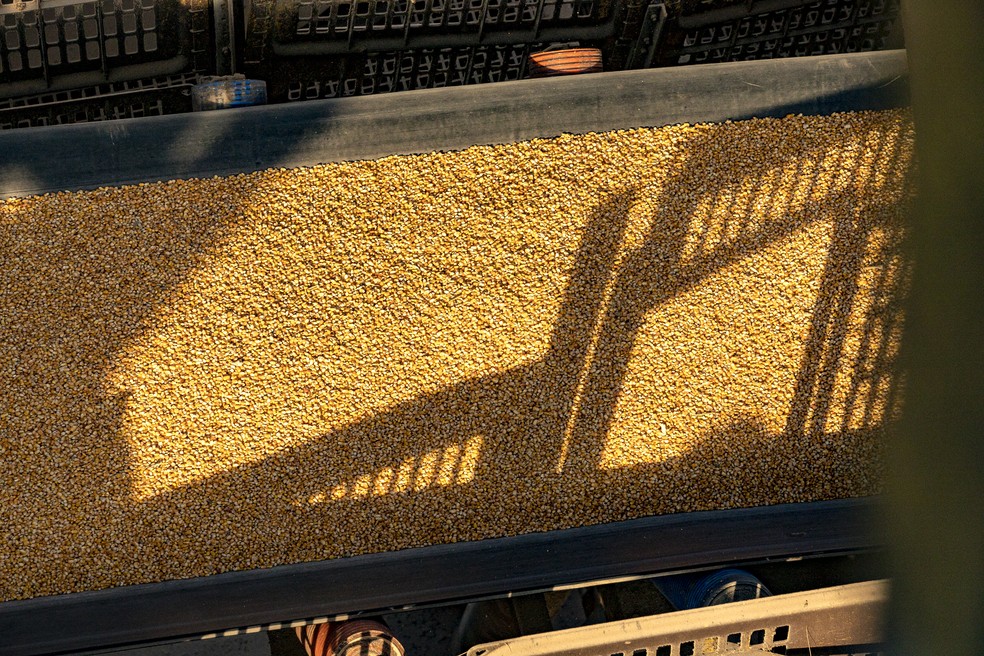 Quais são os maiores produtores de milho do mundo?