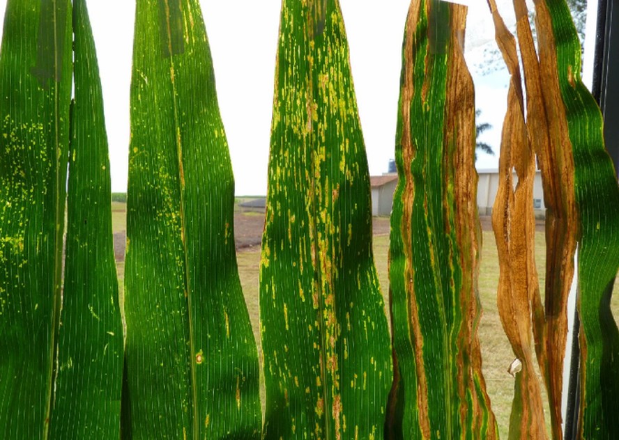 Bacteriose do milho pode causar perda de 50% na produtividade