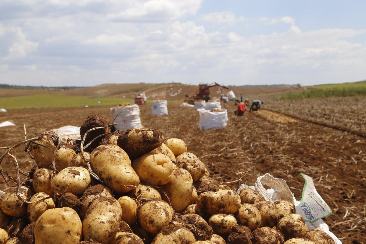 Clima e doenças afetam safra de batata no Paraná e preços sobem
