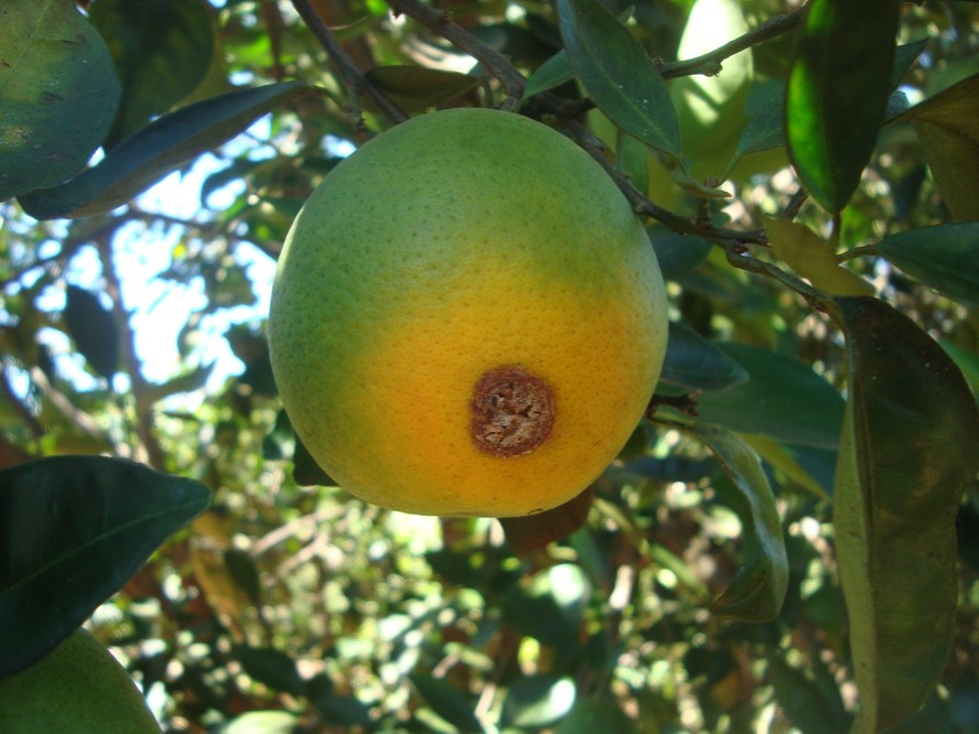 Goiás registra novos focos de cancro cítrico