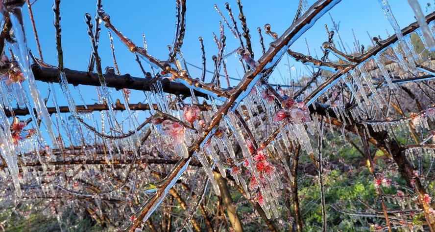 Pomares congelados: entenda técnica para proteger plantas da geada