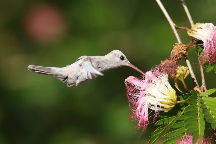 Beija-flor com plumagem rara é registrado em reserva de proteção no sul ...