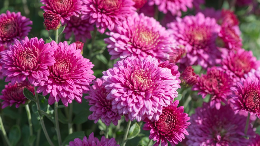 Por que o crisântemo é a flor do Dia de Finados?