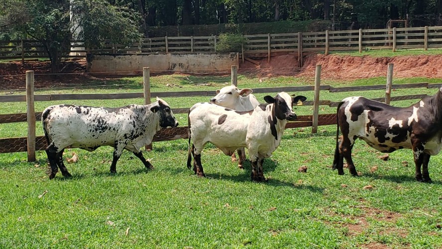 Minibovinos: quanto custa, qual tamanho e quais as vantagens