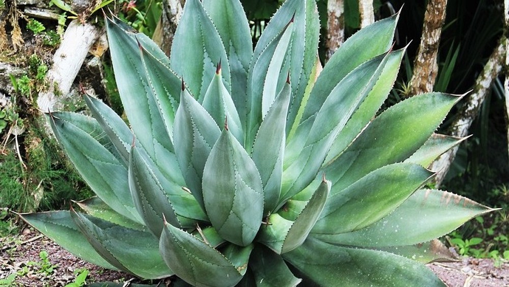 Como plantar babosa? Planta é conhecida pela ação cicatrizante