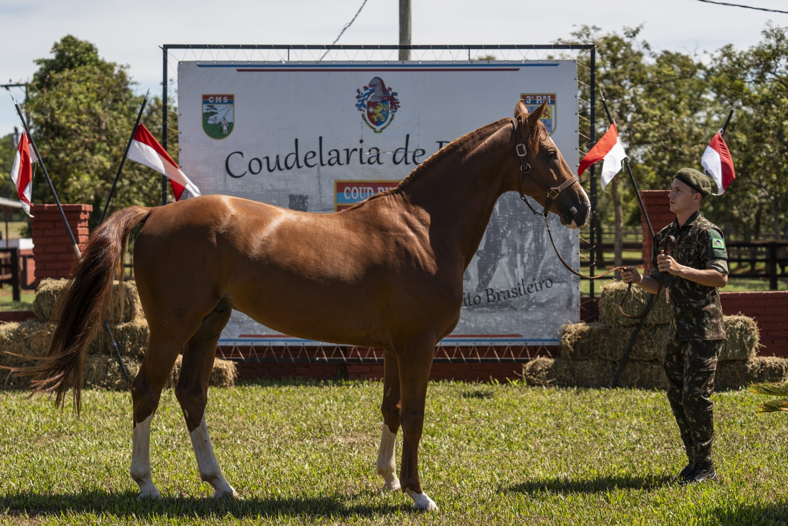 Fazenda no RS abriga 'arsenal de guerra' de cavalos militares do Brasil