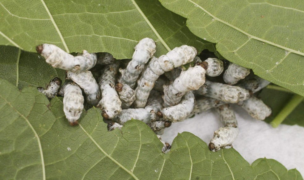 Pesquisadores trabalham na criação de 'bicho-da-seda do Paraná'