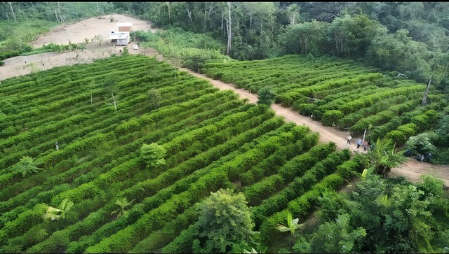 Cafés produzidos por mulheres da Amazônia são finalistas em concurso de ...