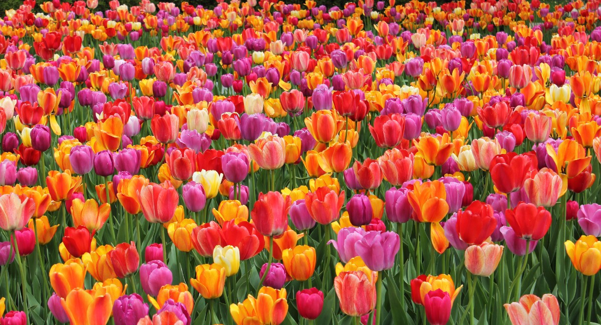 Como cuidar de tulipas: dicas práticas para fazer a flor durar mais tempo