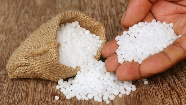 O que significa ureia alta em bovinos, como identificar e qual o ...