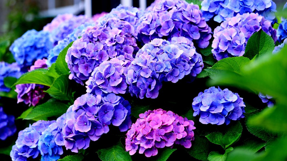 Quais são as flores da primavera? Veja 12 opções para plantar