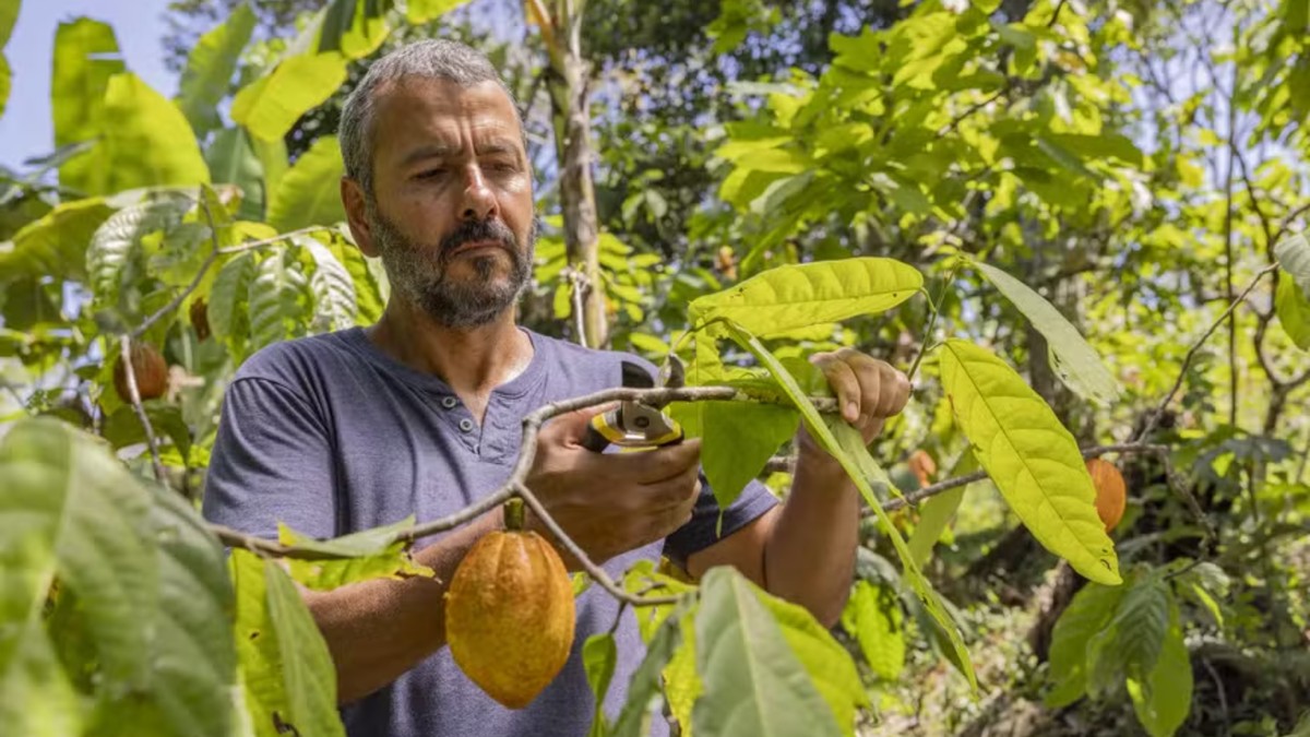 O que é agrofloresta, para que serve e quais as vantagens?